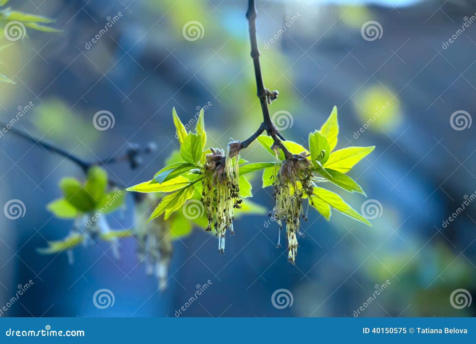 Green spring buds ash tree stock image. Image of sprout - 40150575