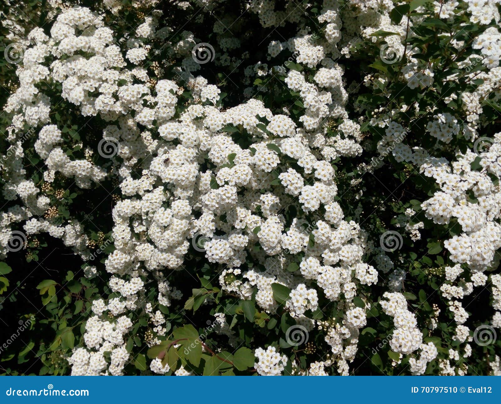 Green Spring Bush Studded with Small White Flowers Stock Photo - Image ...