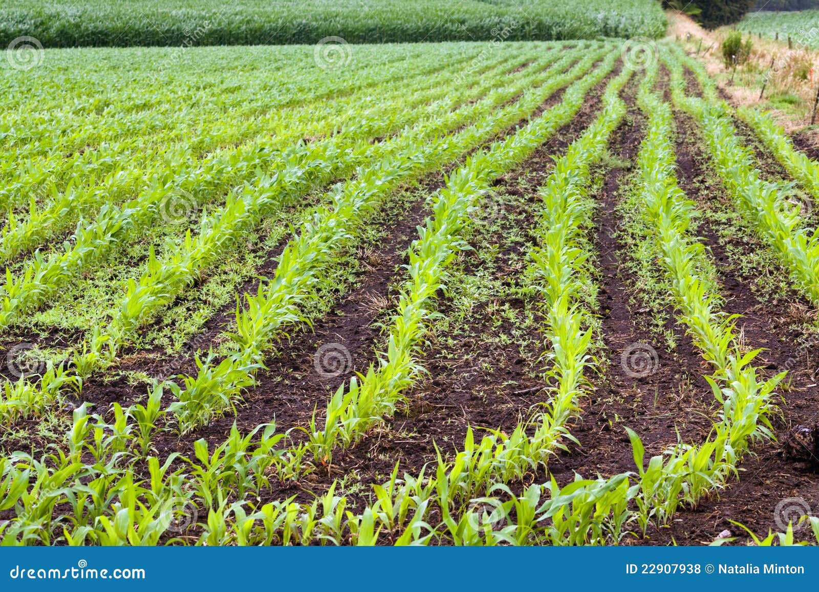 Green spring corn field stock photo. Image of growing - 22907938