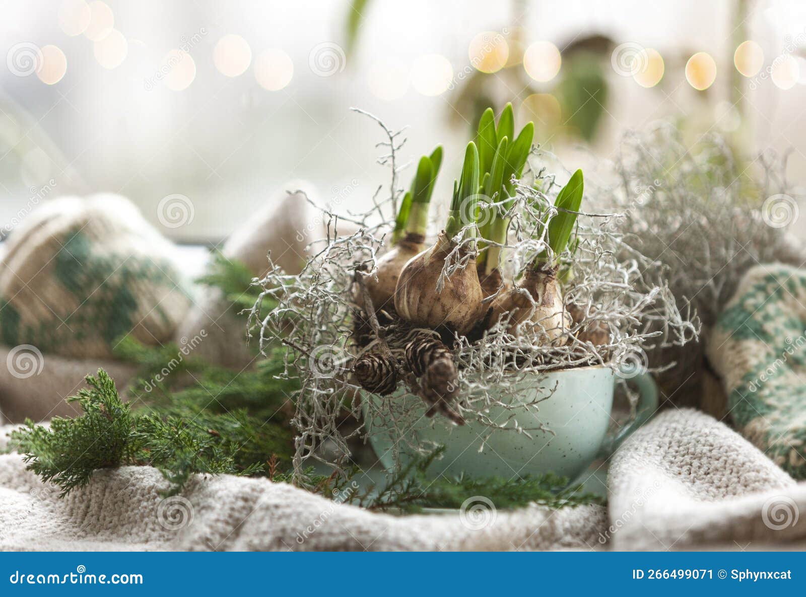 Green Spring Daffodil Sprouts in the Cup Preparing for Flowering. in ...