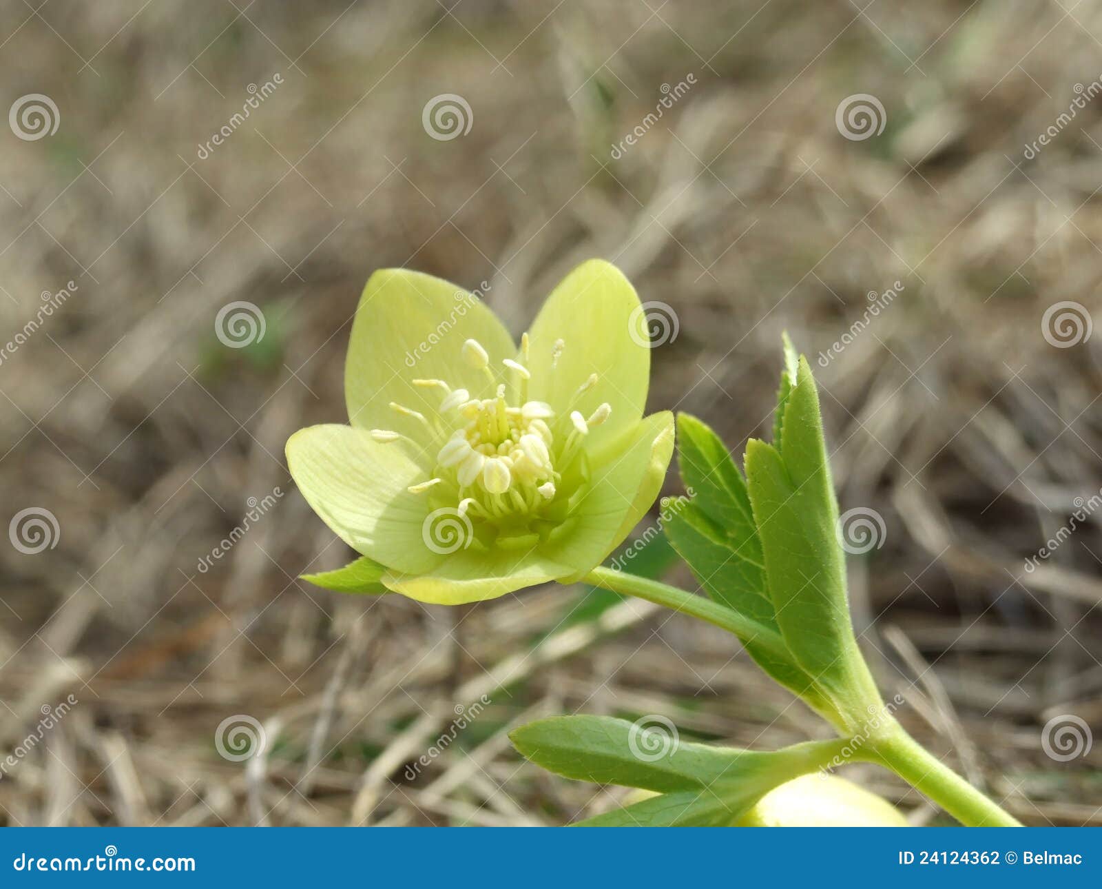 Green spring flower stock photo. Image of leaf, nature - 24124362