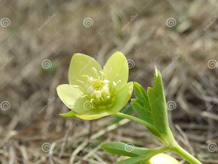 Green spring flower stock photo. Image of leaf, nature - 24124362