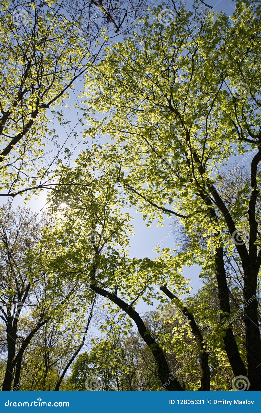Green spring foliage stock image. Image of spring, trunk - 12805331