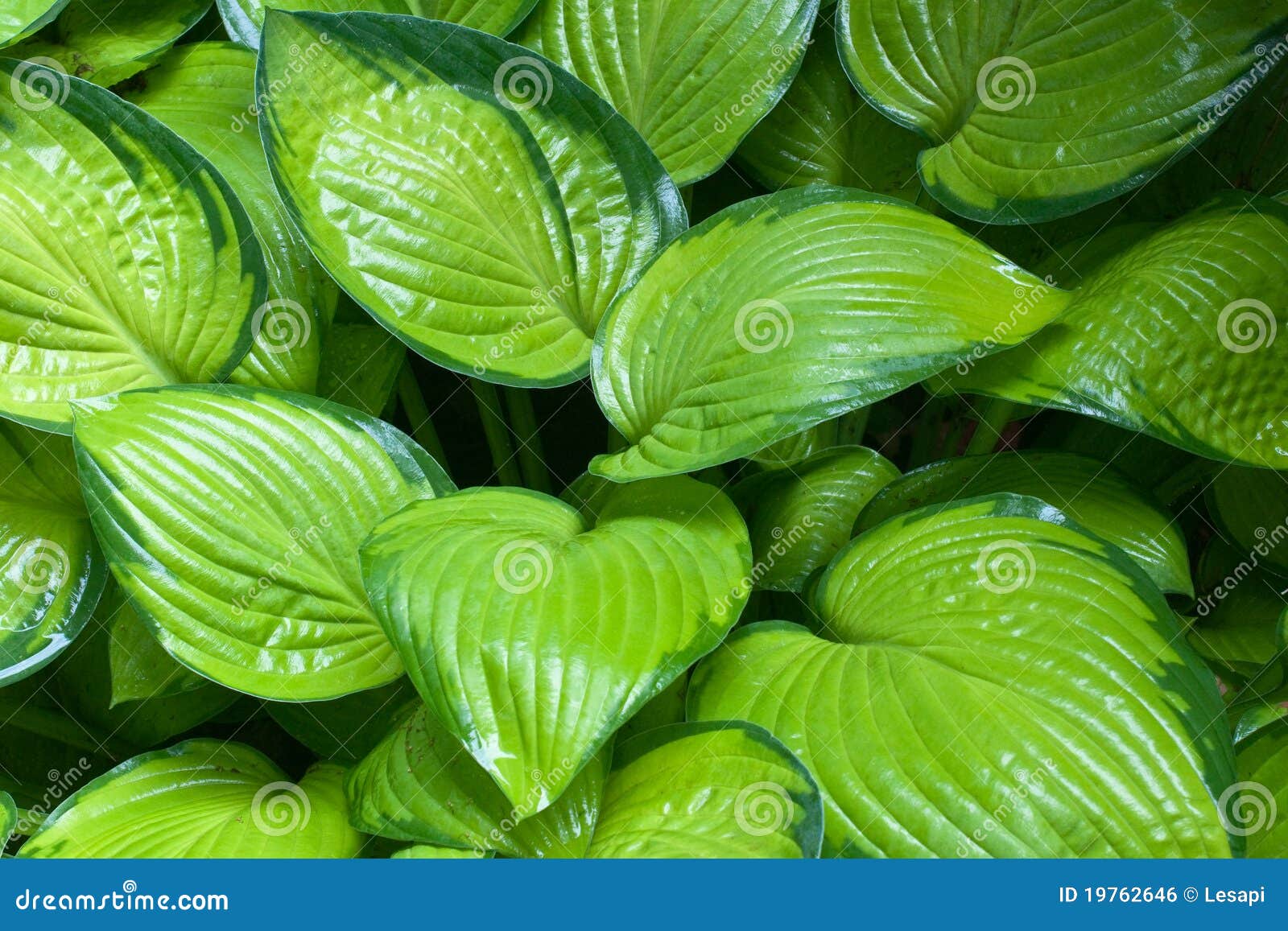 Green Spring Foliage Background. Stock Photo - Image of shade, green ...