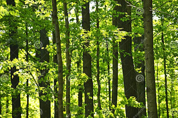 Green spring forest stock photo. Image of canada, outside - 14763888