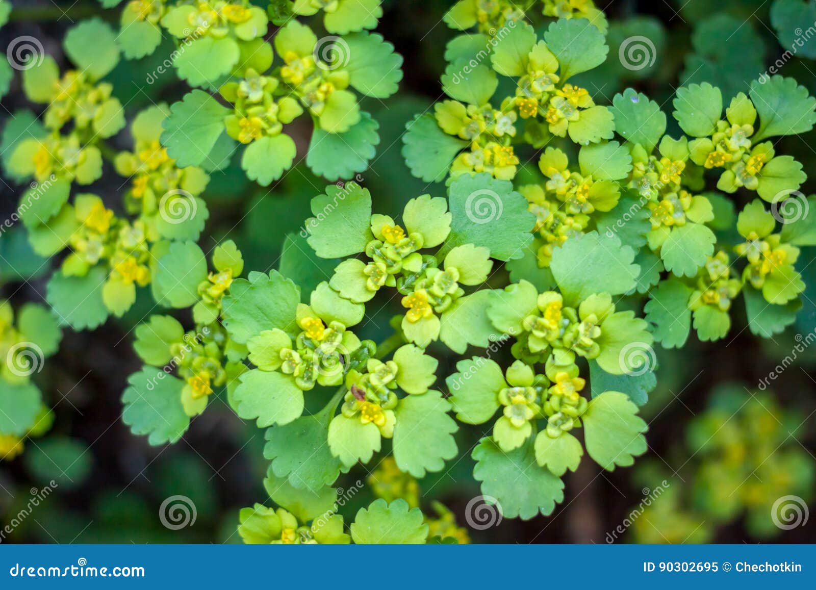 Green Spring Forest Plant Top View Stock Image - Image of april, grass ...