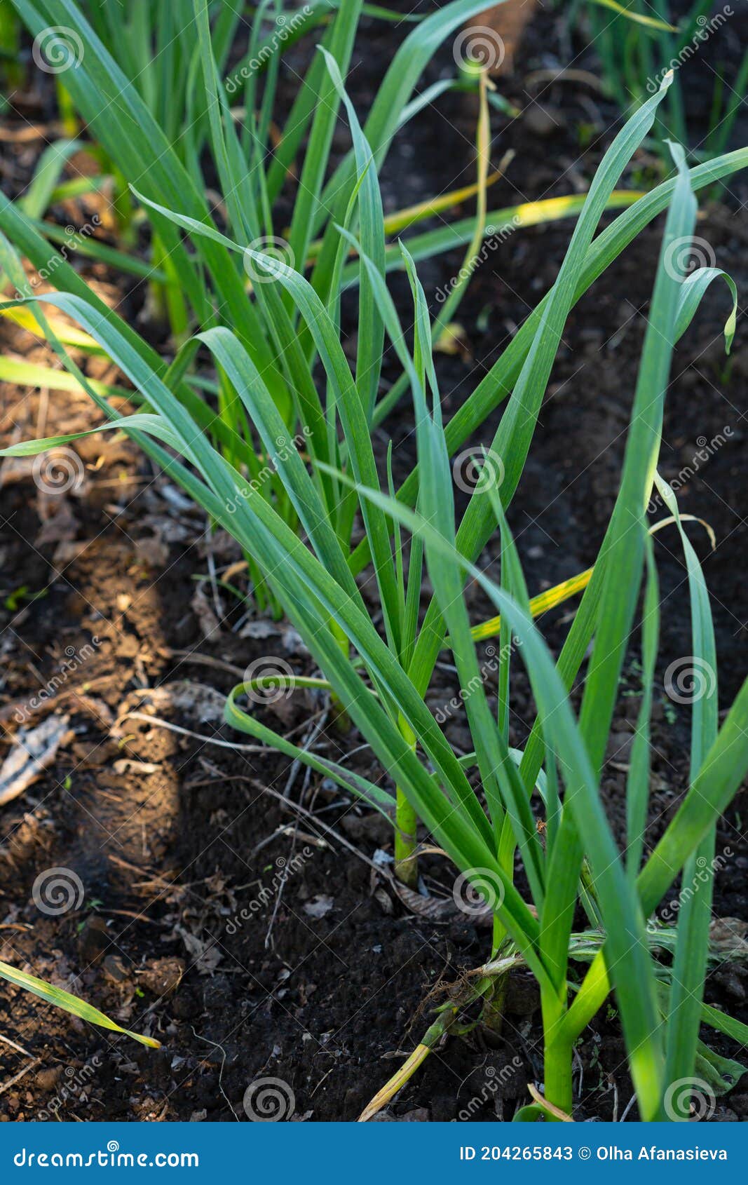 Green Spring Garlic in the Garden, Nature Stock Image - Image of farm ...