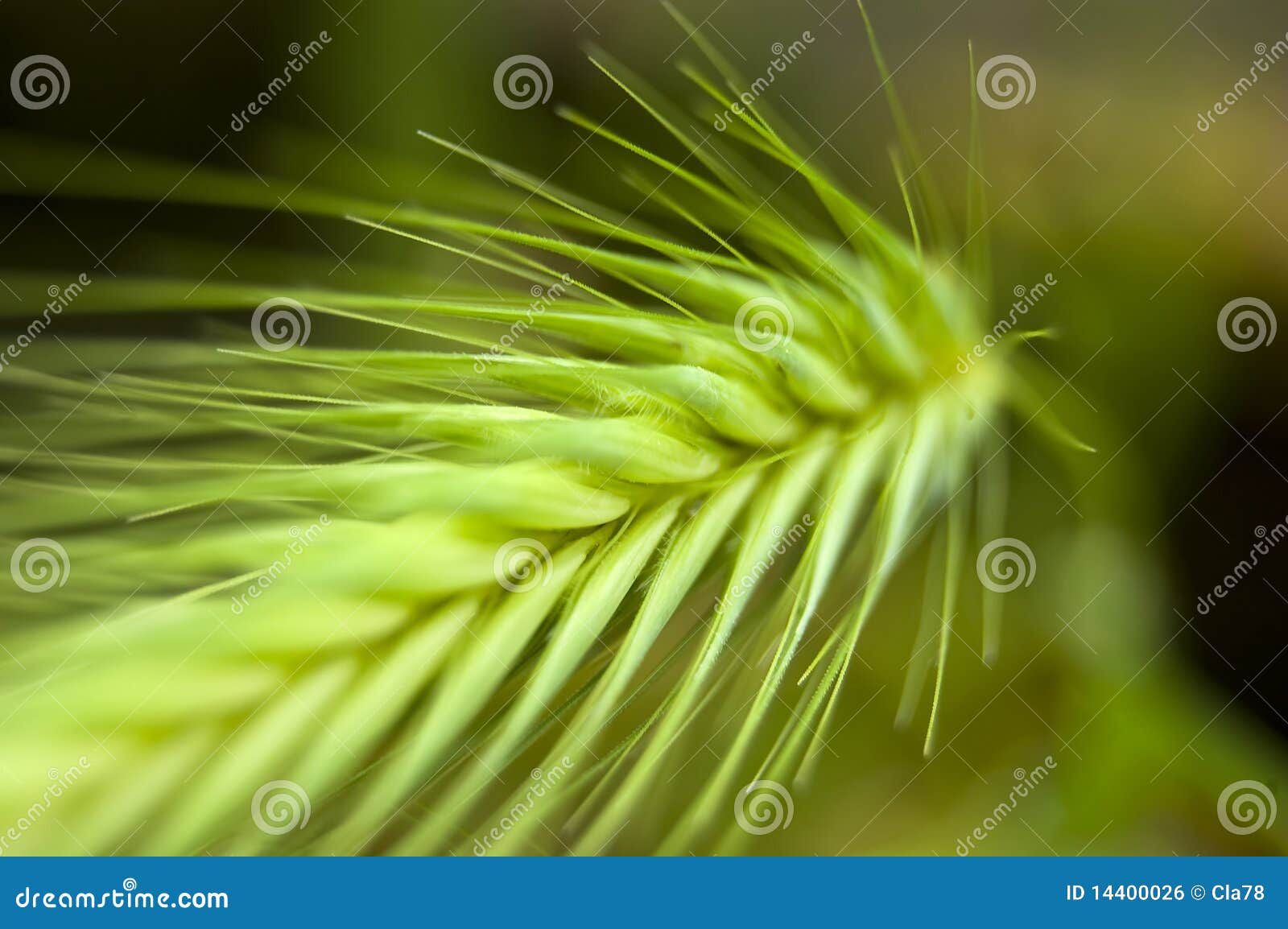 Green spring grain stock photo. Image of growth, cereal - 14400026