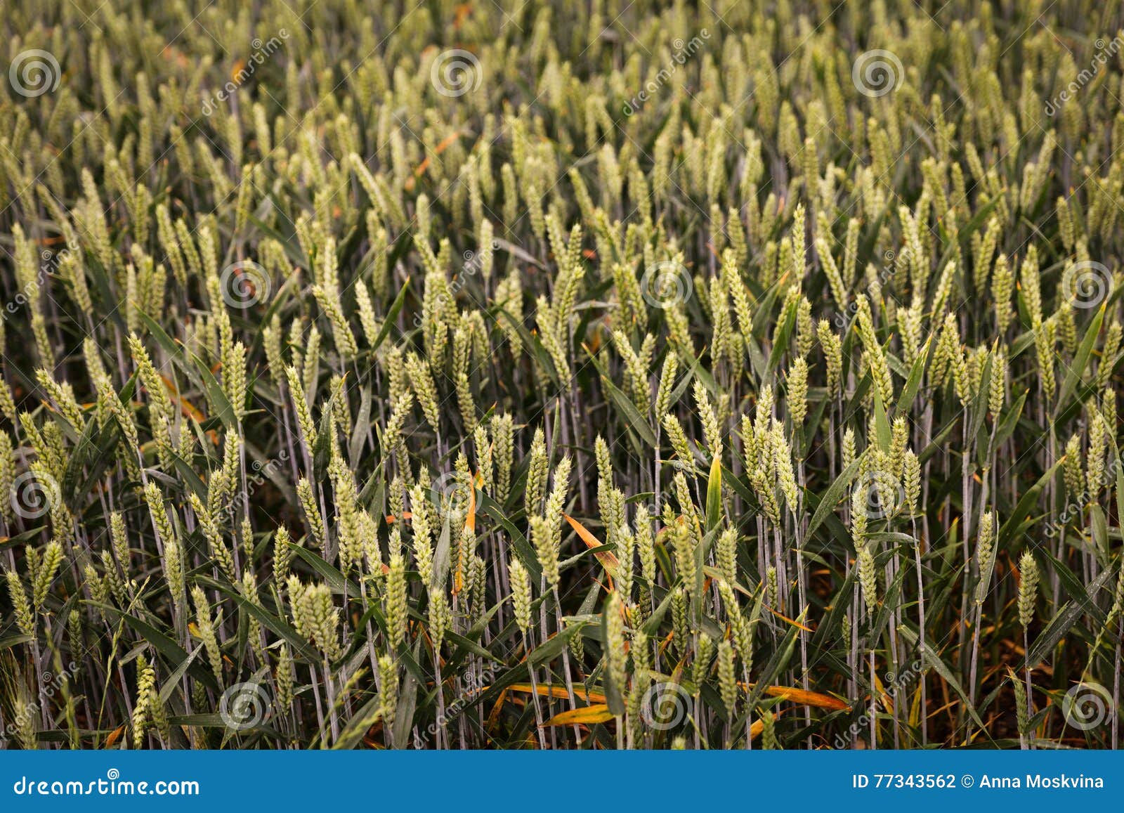 Green Spring Grains, Wheat Ears on Field of Rye Stock Photo - Image of ...