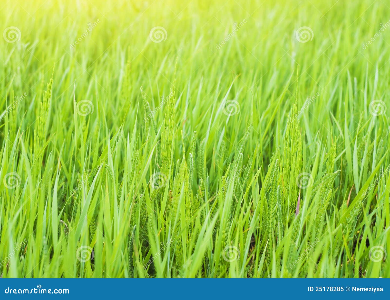 Green spring grass stock image. Image of cultivation - 25178285