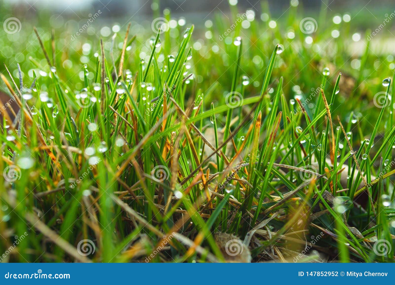 Green Grass in Drops of Dew. Natural Plant Background Stock Photo ...