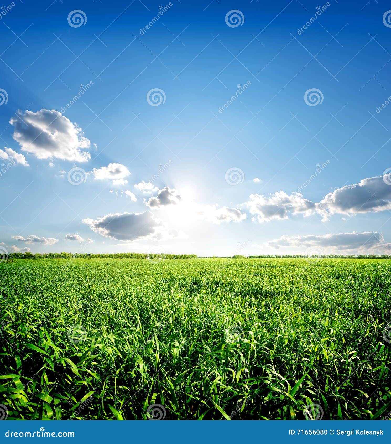 Green spring grass stock photo. Image of grassland, field - 71656080