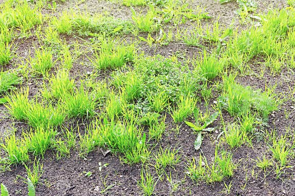 Green Spring Grass Grows in Clumps on the Ground. Stock Photo - Image ...