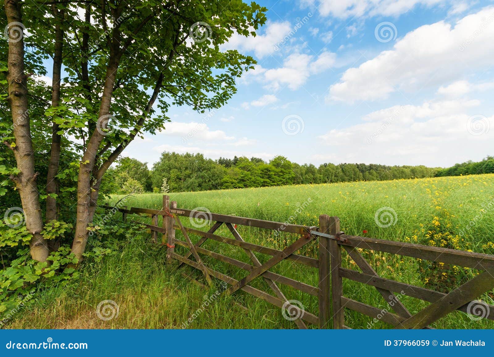 Green spring landscape stock image. Image of nature, calm - 37966059