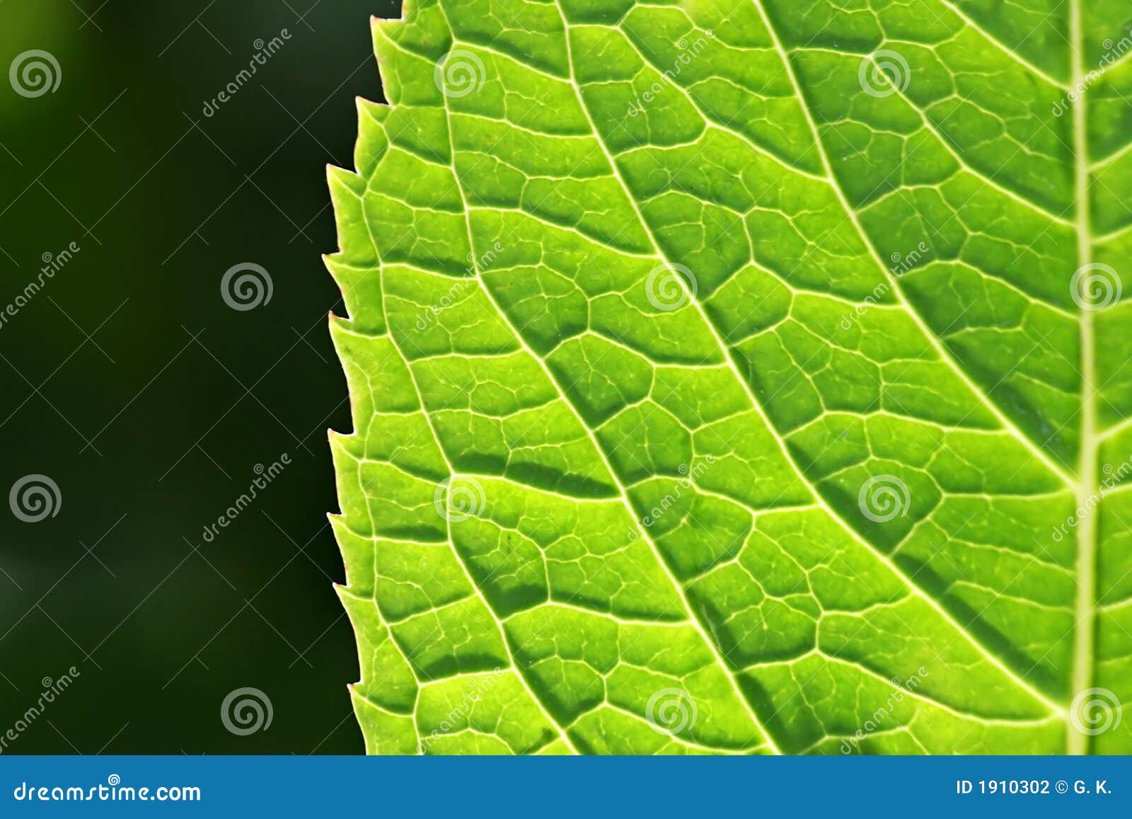 Green Spring Leaf stock photo. Image of detail, abstract - 1910302