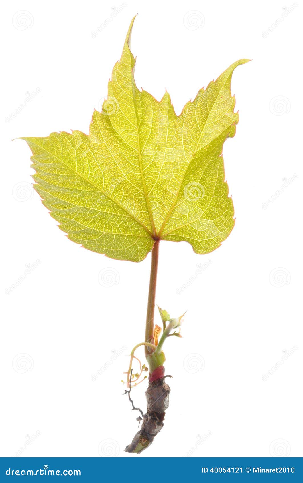 Green spring leaf stock image. Image of botanical, nature - 40054121