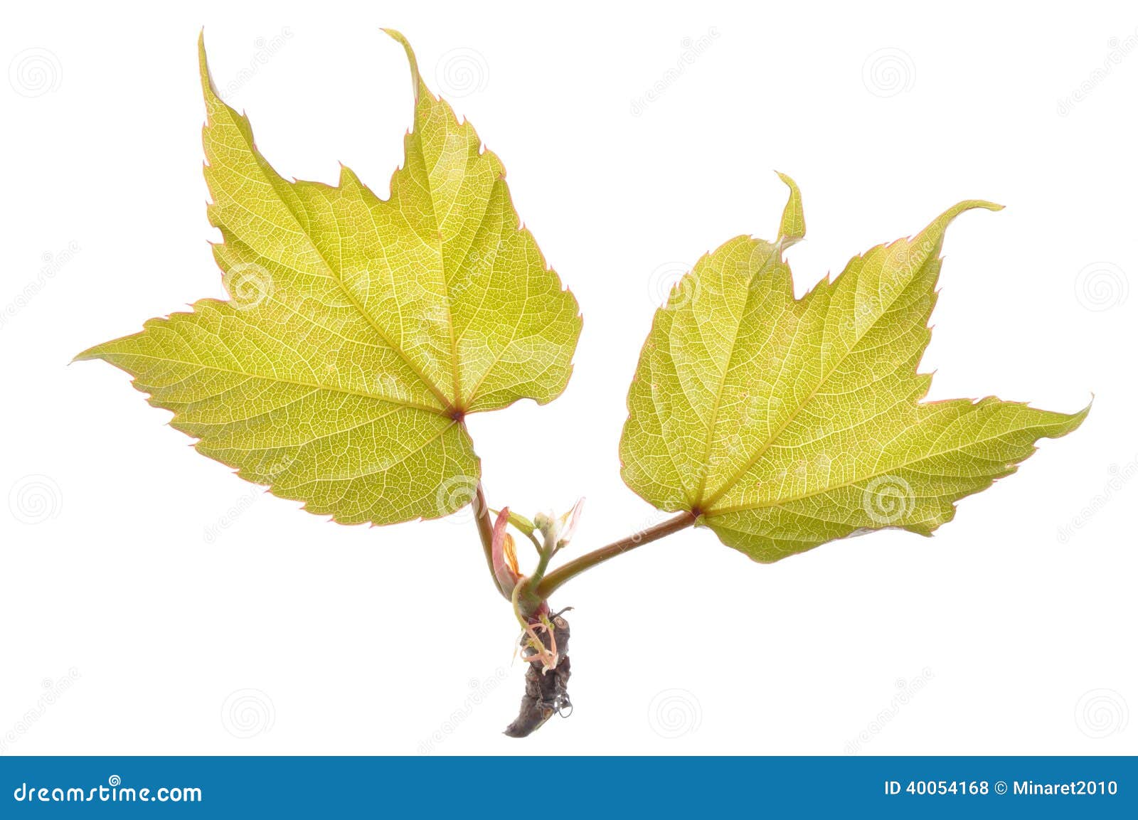 Green spring leaf stock photo. Image of green, fresh - 40054168