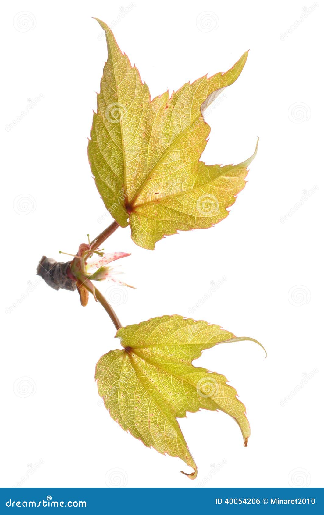 Green spring leaf stock photo. Image of ecology, color - 40054206