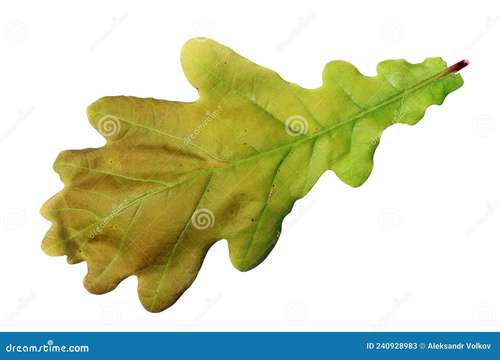 Green Spring Leaf is a Oak Tree Isolated Stock Image - Image of forest ...