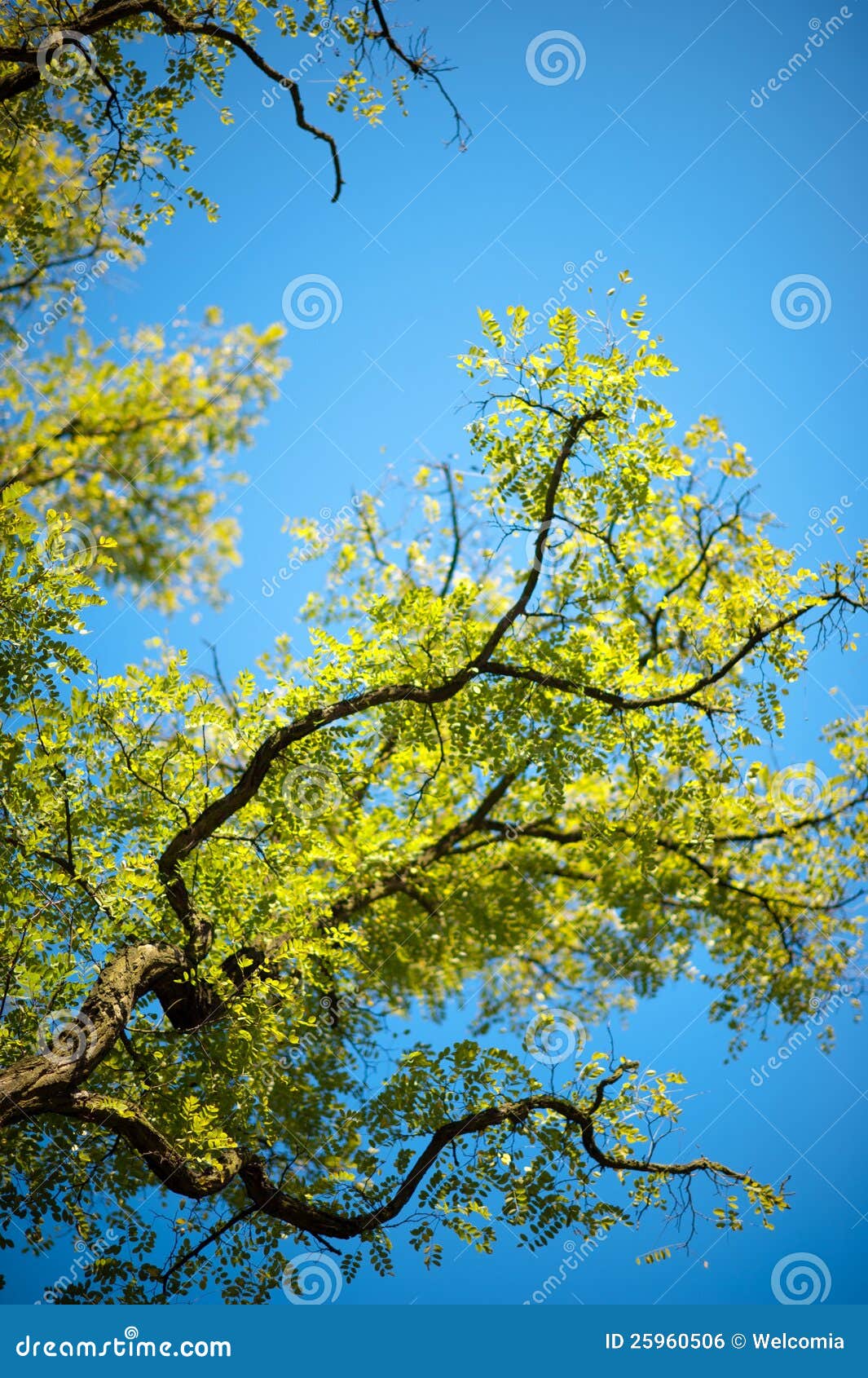 Green Spring Leafs stock photo. Image of sunny, tree - 25960506