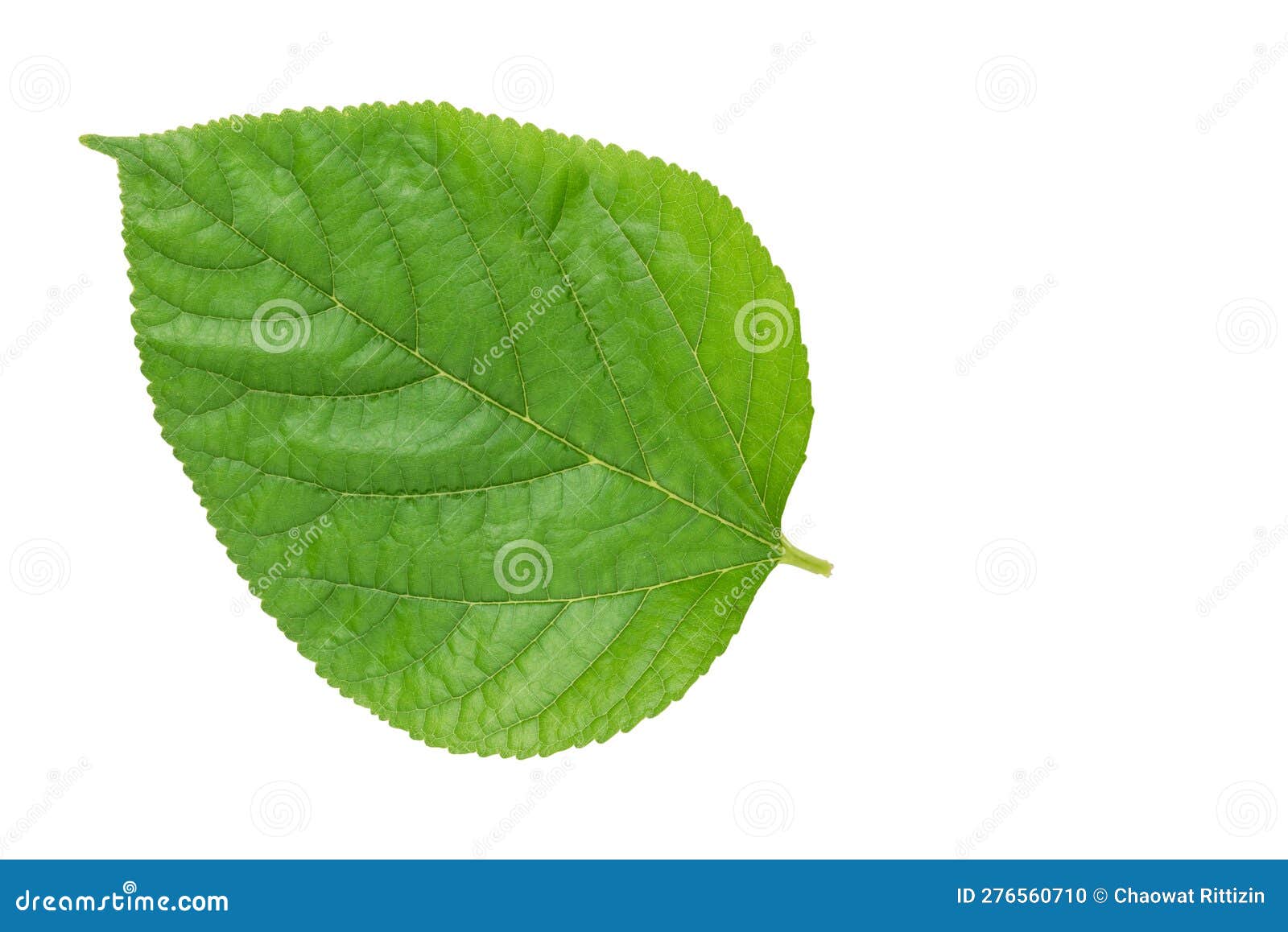Green Spring Leave Isolated on White Background. Clipping Path Stock ...