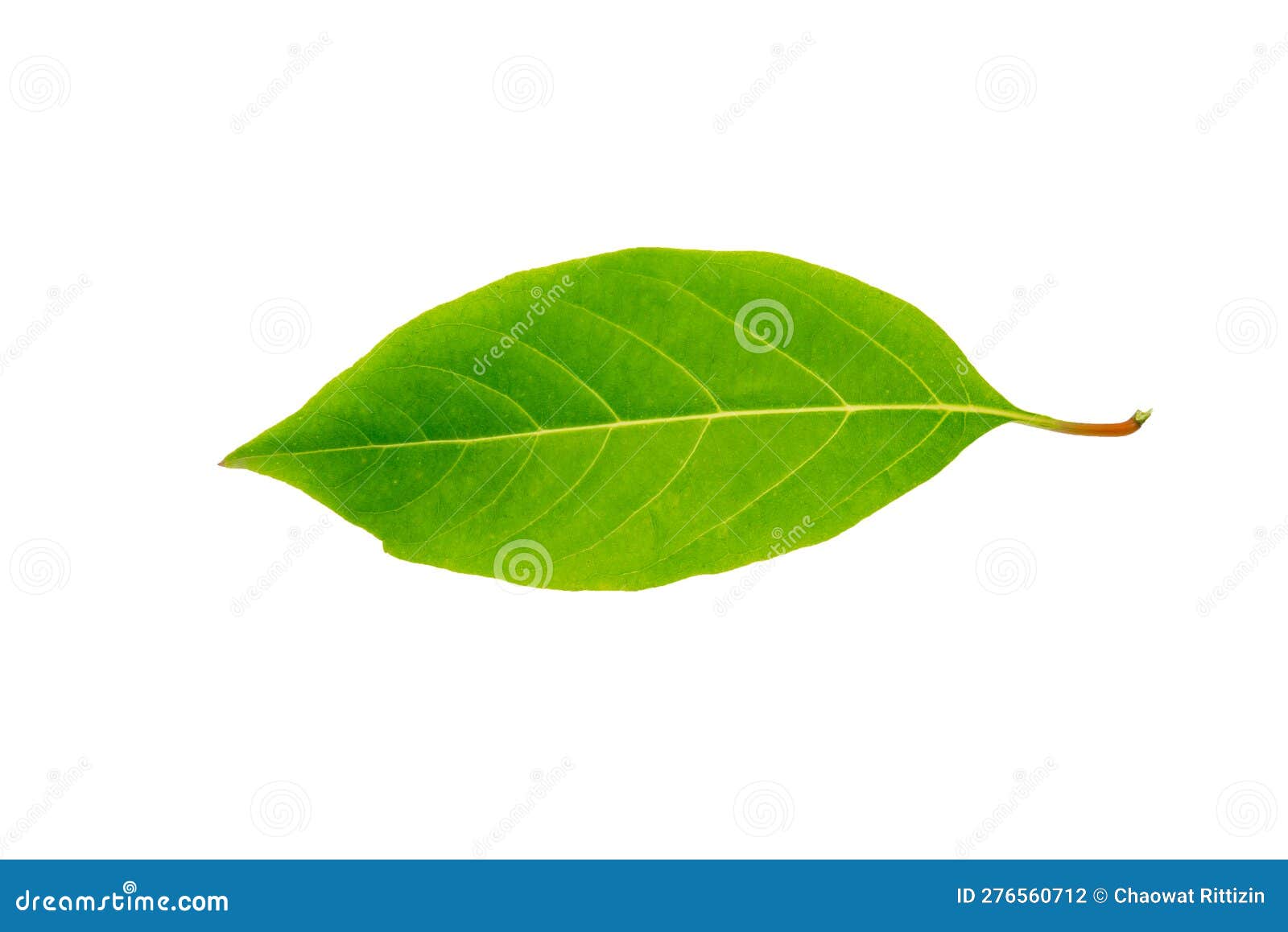 Green Spring Leave Isolated on White Background. Clipping Path Stock ...
