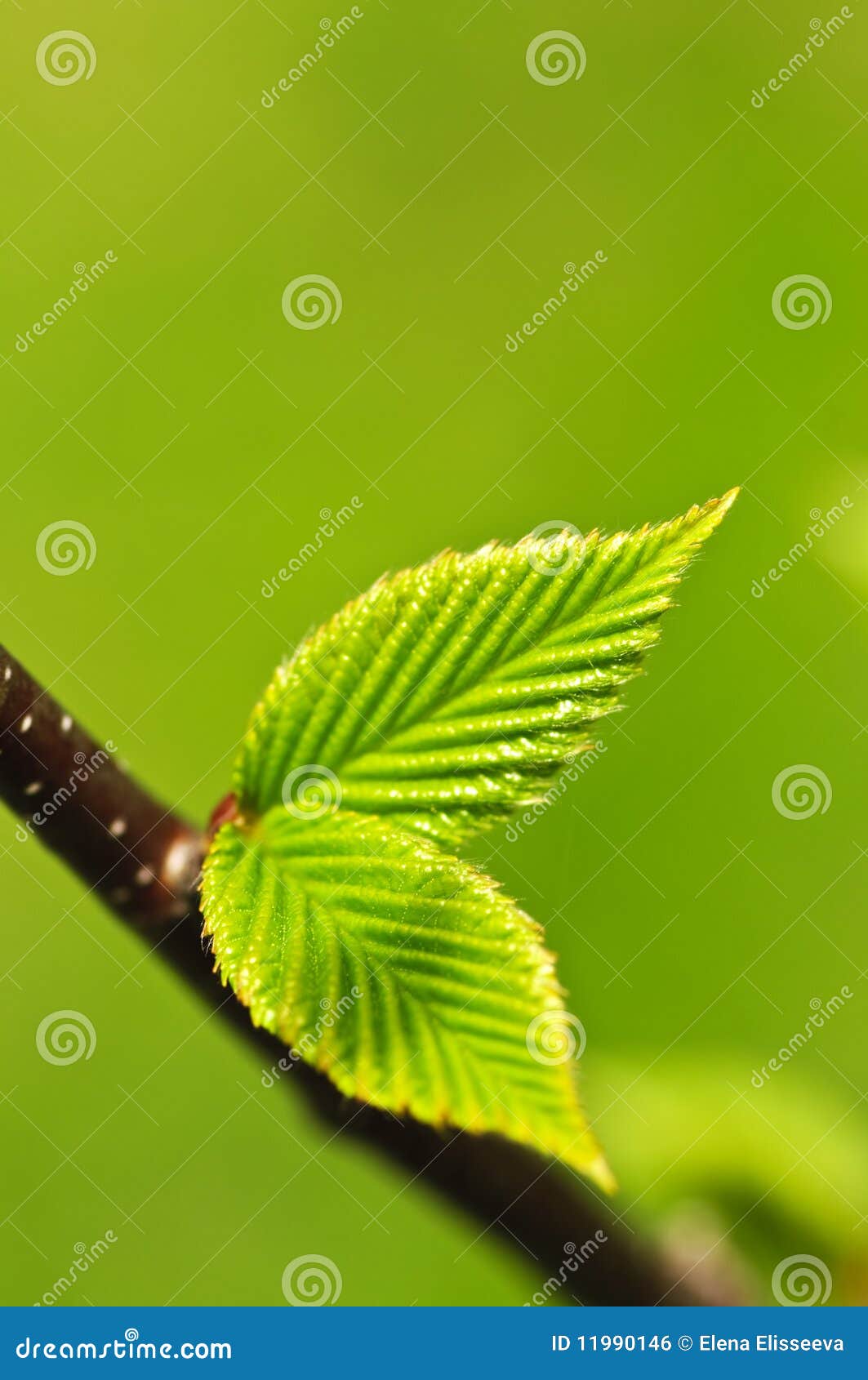 Green spring leaves stock photo. Image of macro, nature - 11990146