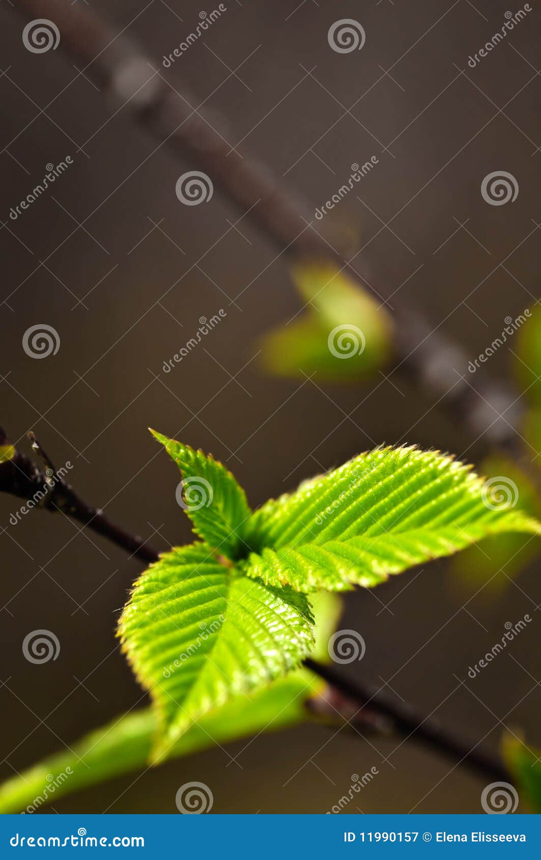 Green spring leaves stock image. Image of fresh, budding - 11990157
