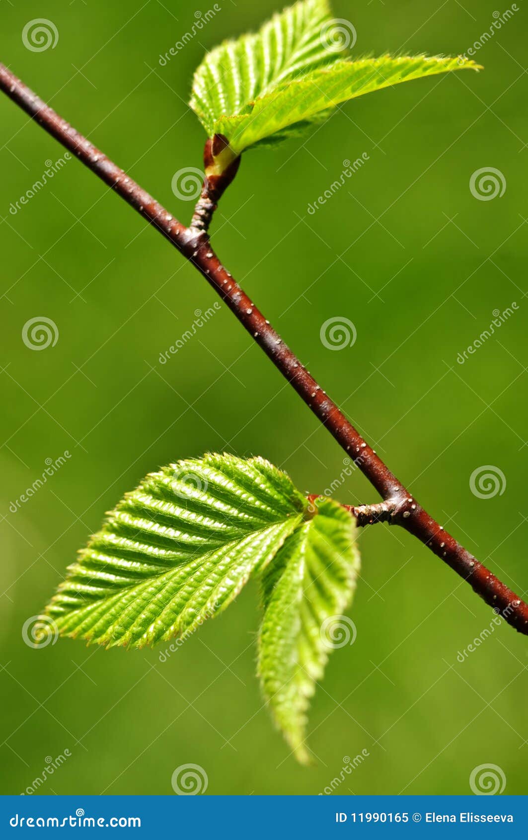 Green spring leaves stock image. Image of grow, growing - 11990165