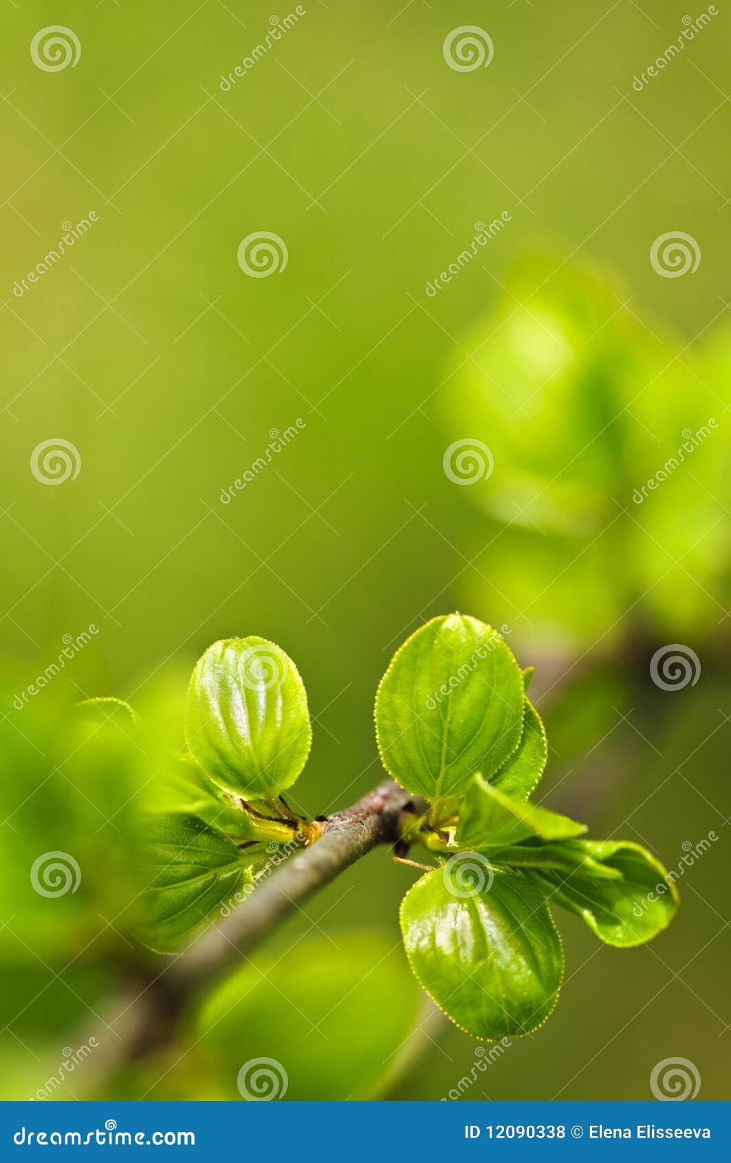 Green spring leaves stock photo. Image of growth, detail - 12090338
