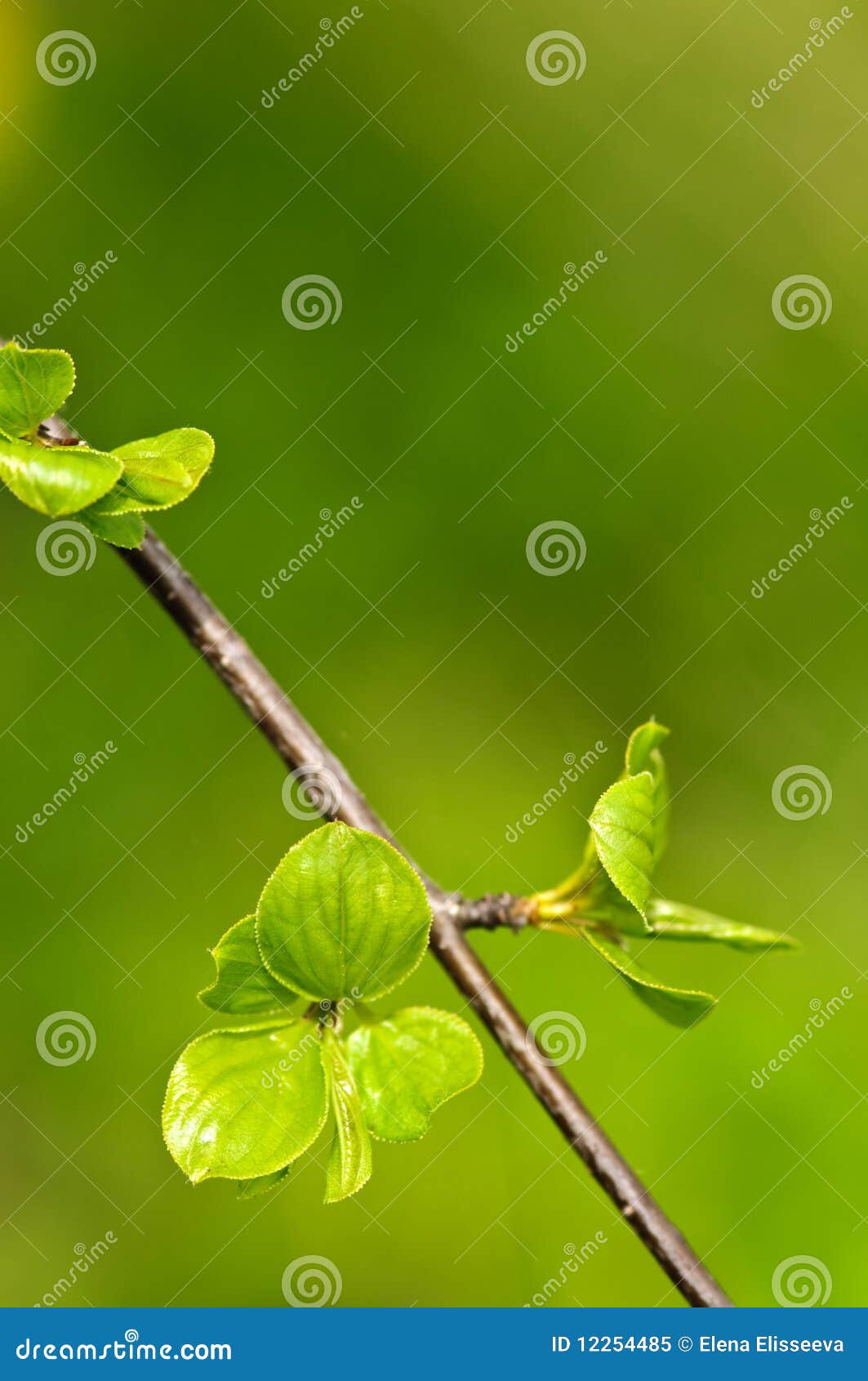 Green spring leaves stock image. Image of leaf, rebirth - 12254485