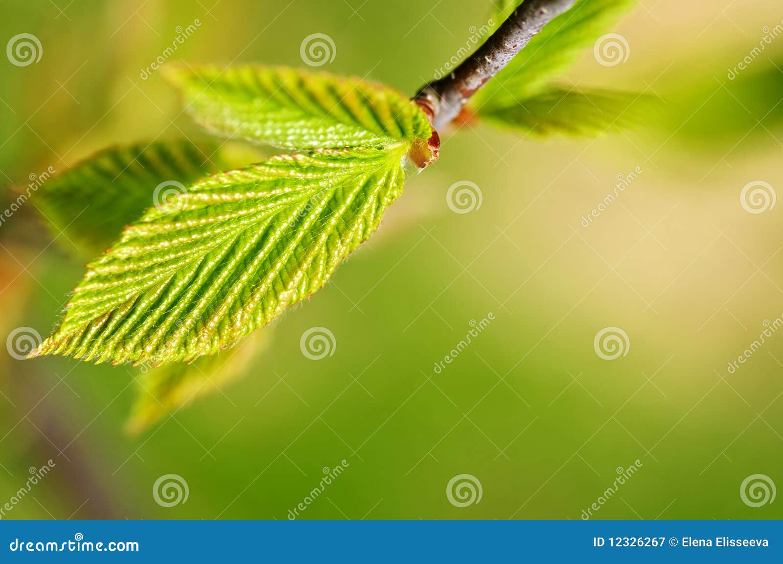 Green spring leaves stock image. Image of natural, beauty - 12326267
