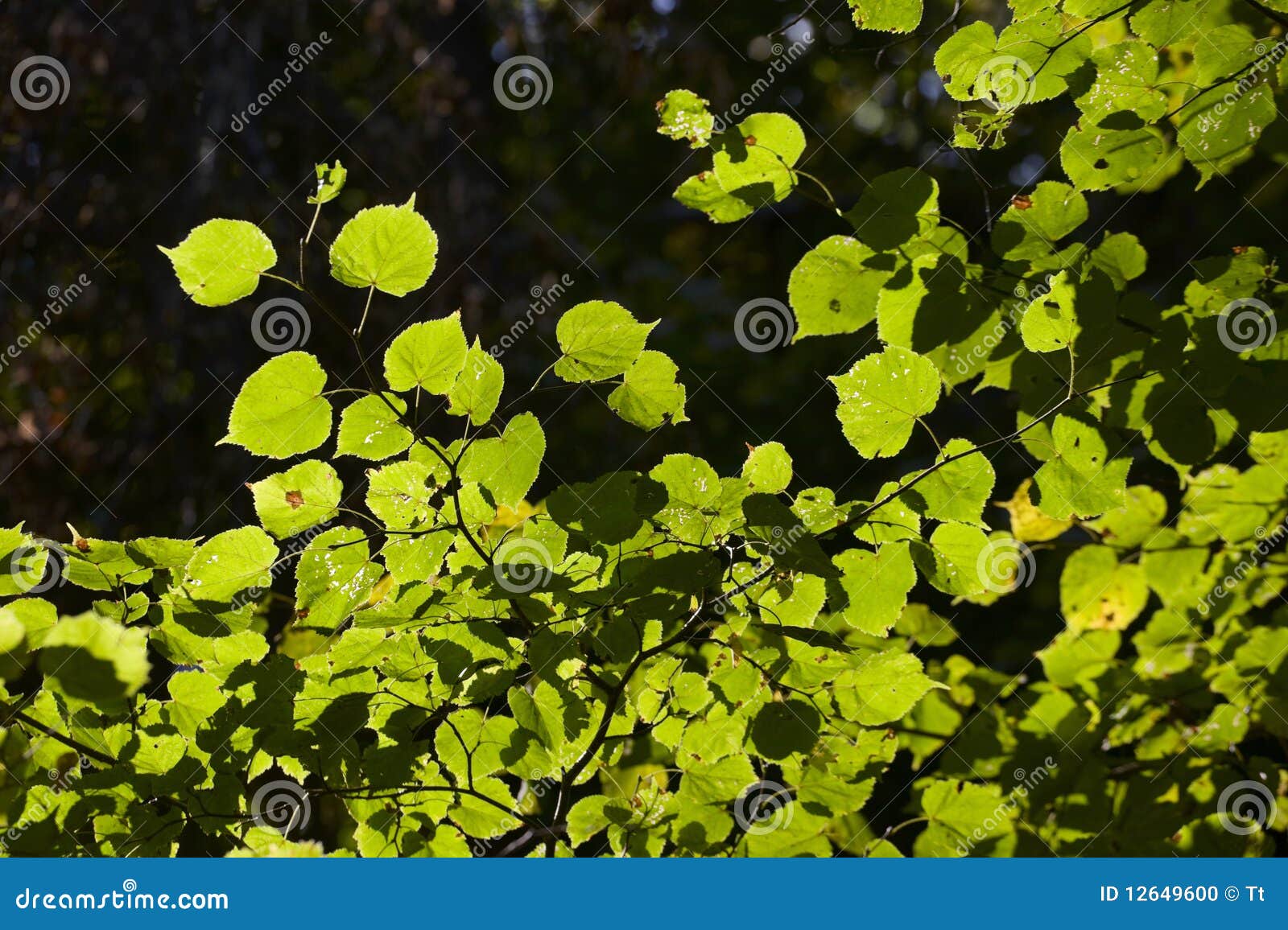 Green spring leaves stock photo. Image of macro, color - 12649600