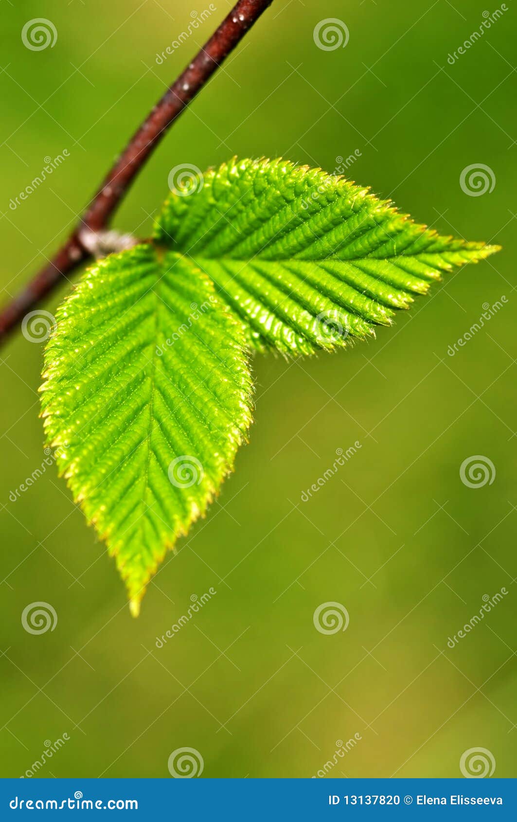 Green spring leaves stock photo. Image of freshness, detail - 13137820