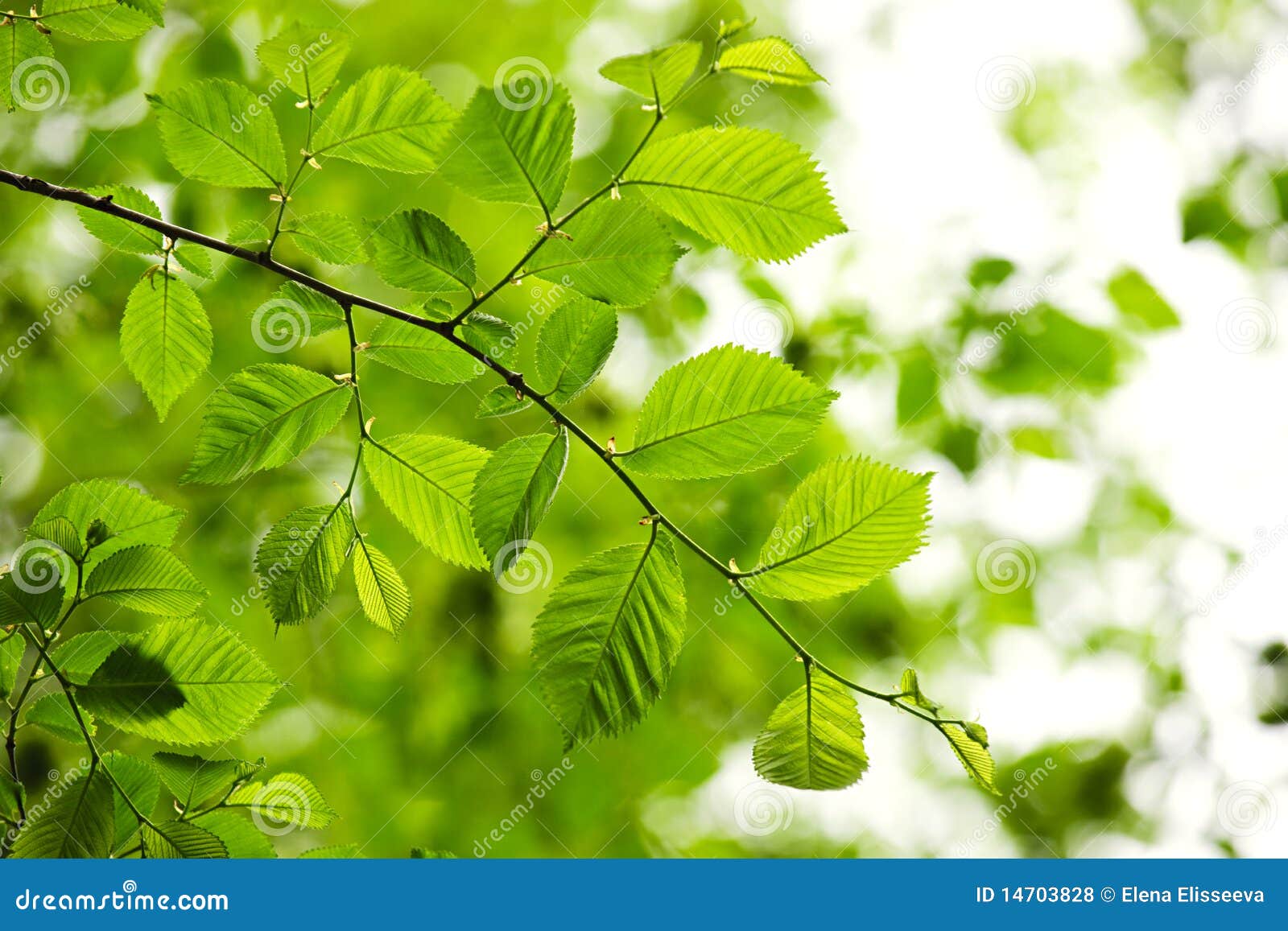 Green spring leaves stock photo. Image of green, ecology - 14703828
