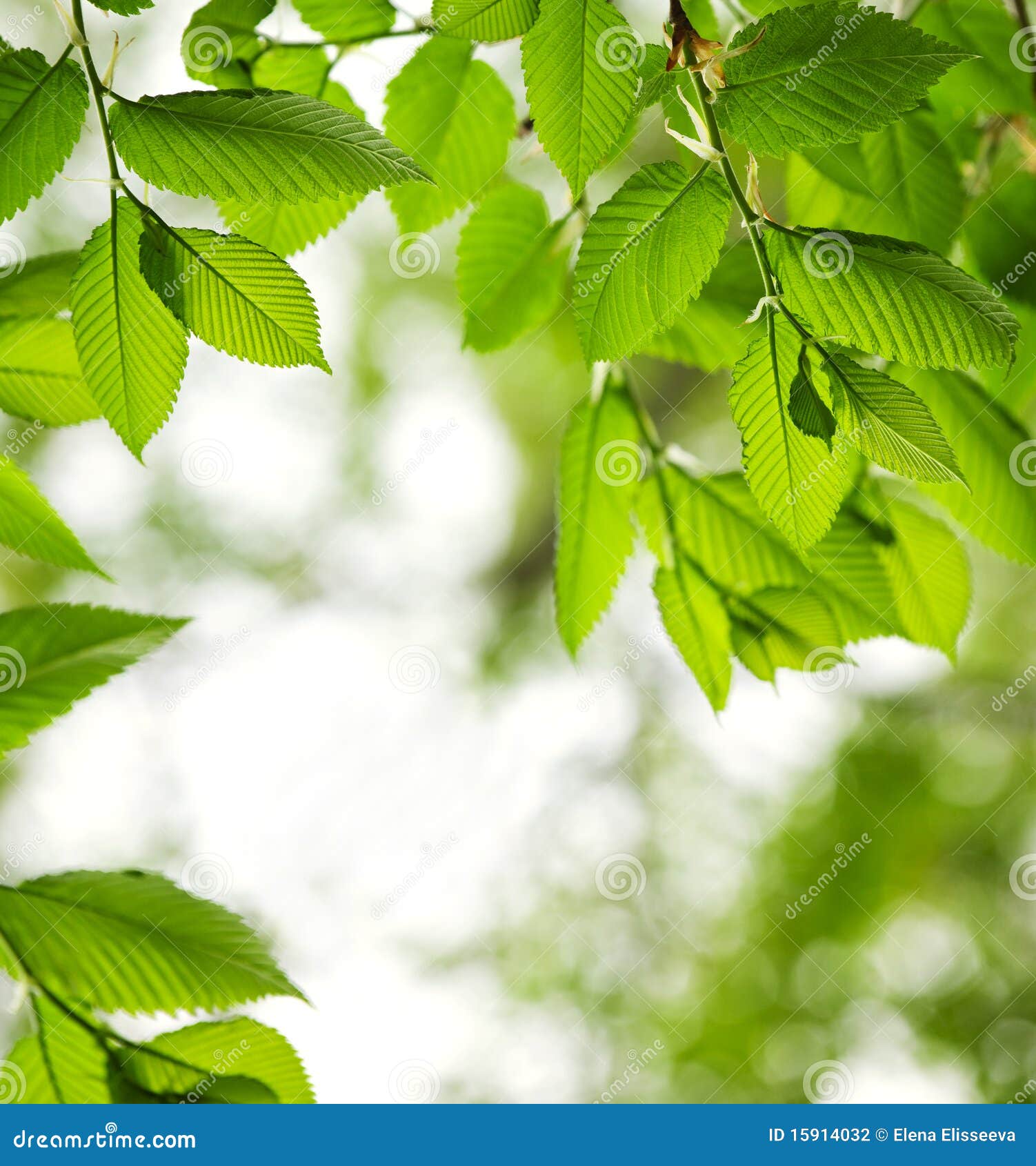 Green spring leaves stock photo. Image of bright, grow - 15914032