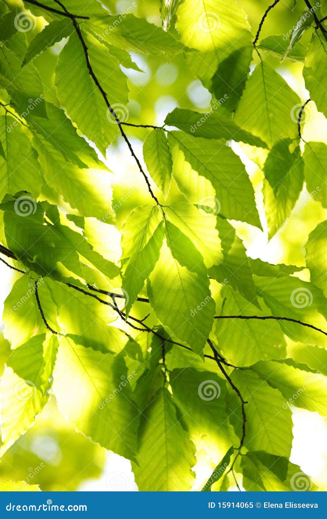 Green spring leaves stock image. Image of natural, leaves - 15914065