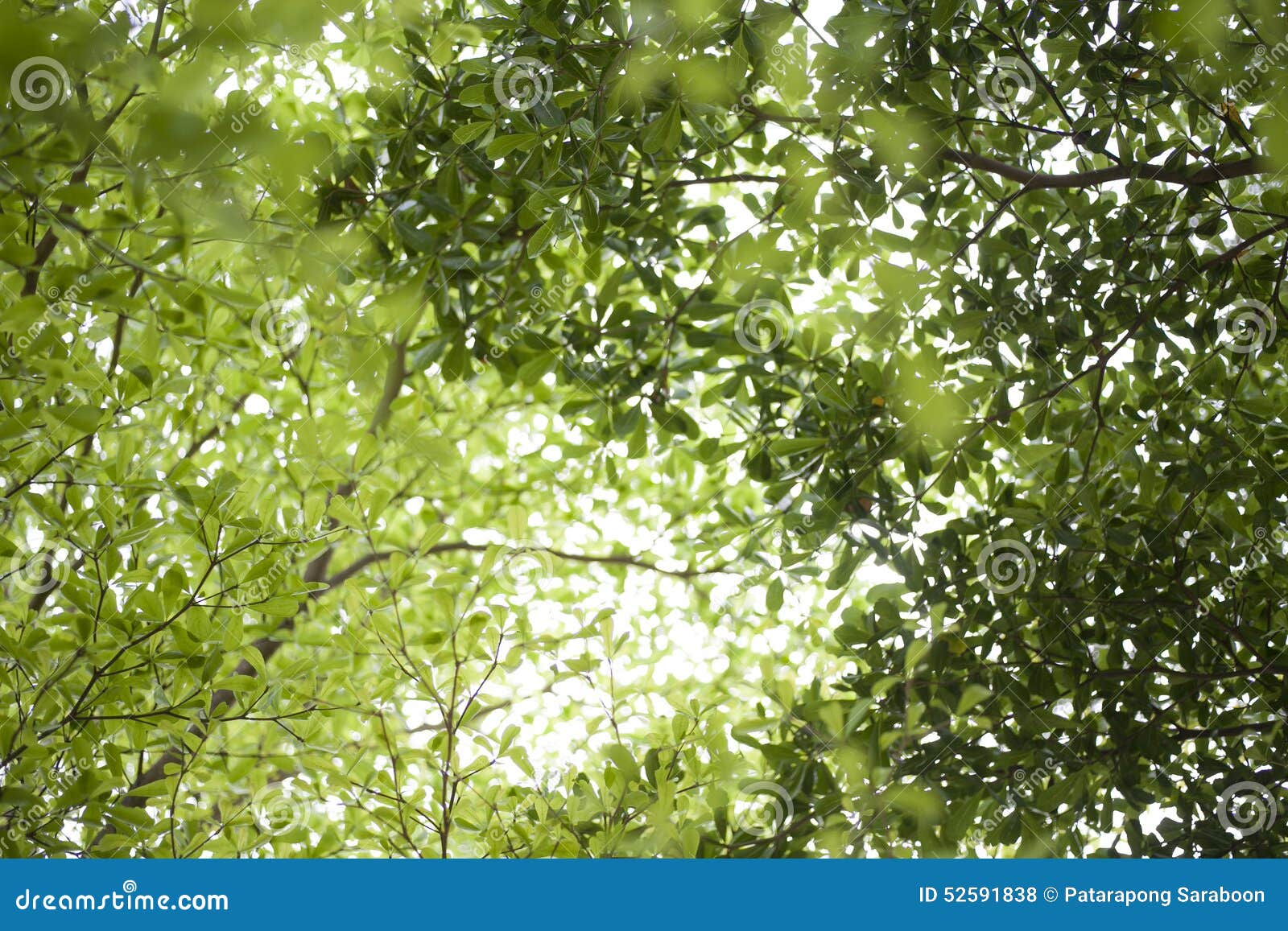 Green Spring Leaves Background Stock Photo - Image of foliage ...