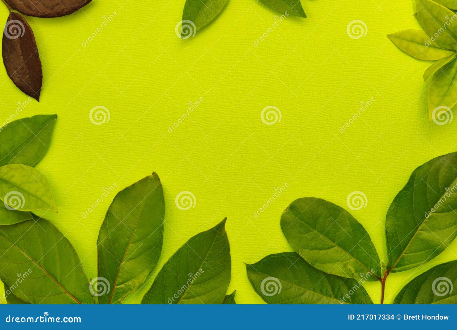 Green Spring Leaves Border Foliage on Plain Background with Copy Space ...