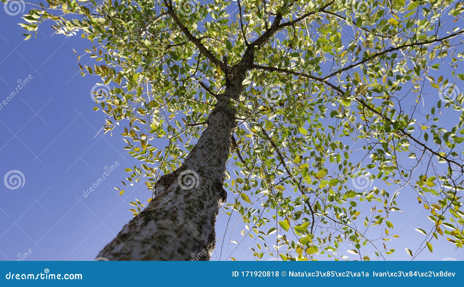 Green Spring Leaves of Elm Tree in Front of a Blue Sky. Stock Photo ...
