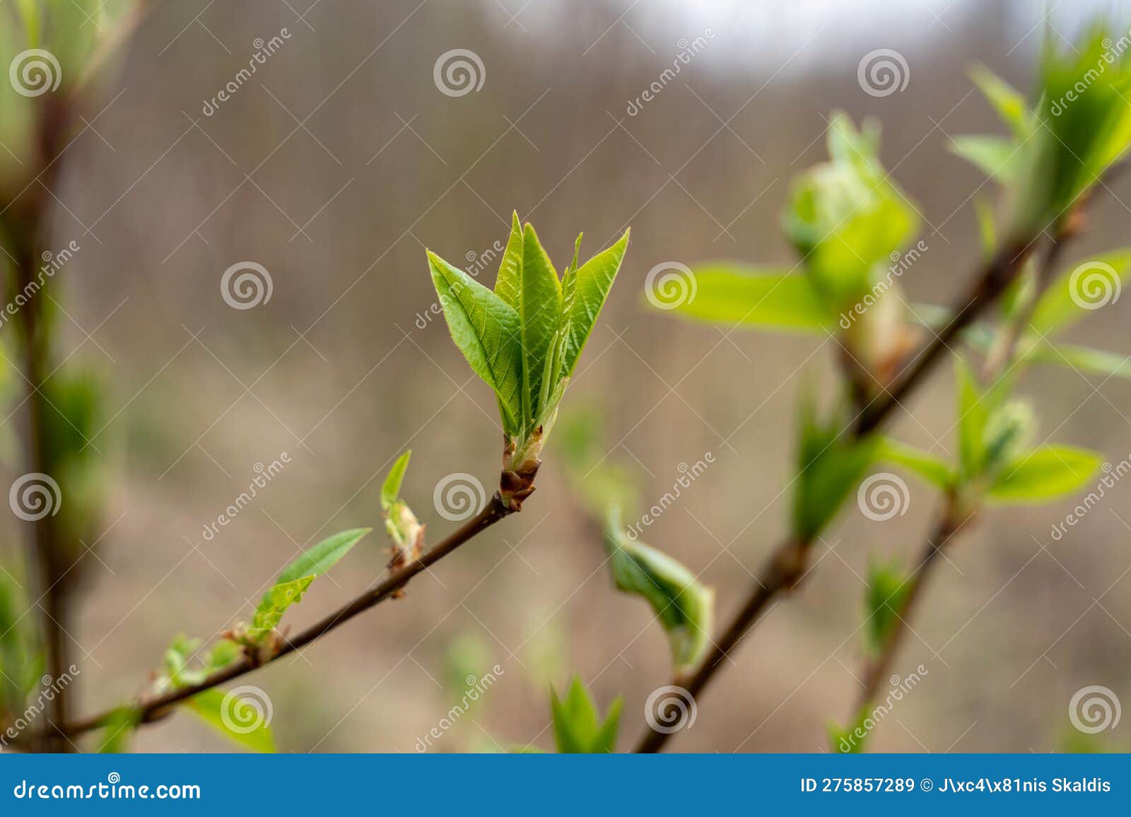 Green Spring Leaves, Fresh Buds on Twigs in Springtime Beginning Stock ...