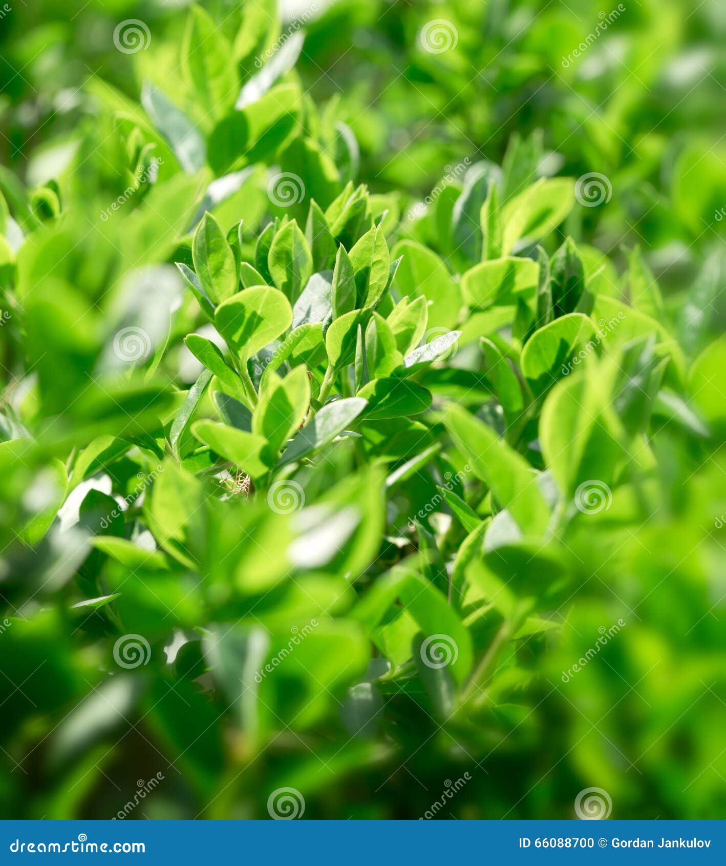Green spring leaves stock photo. Image of foliage, idyllic - 66088700