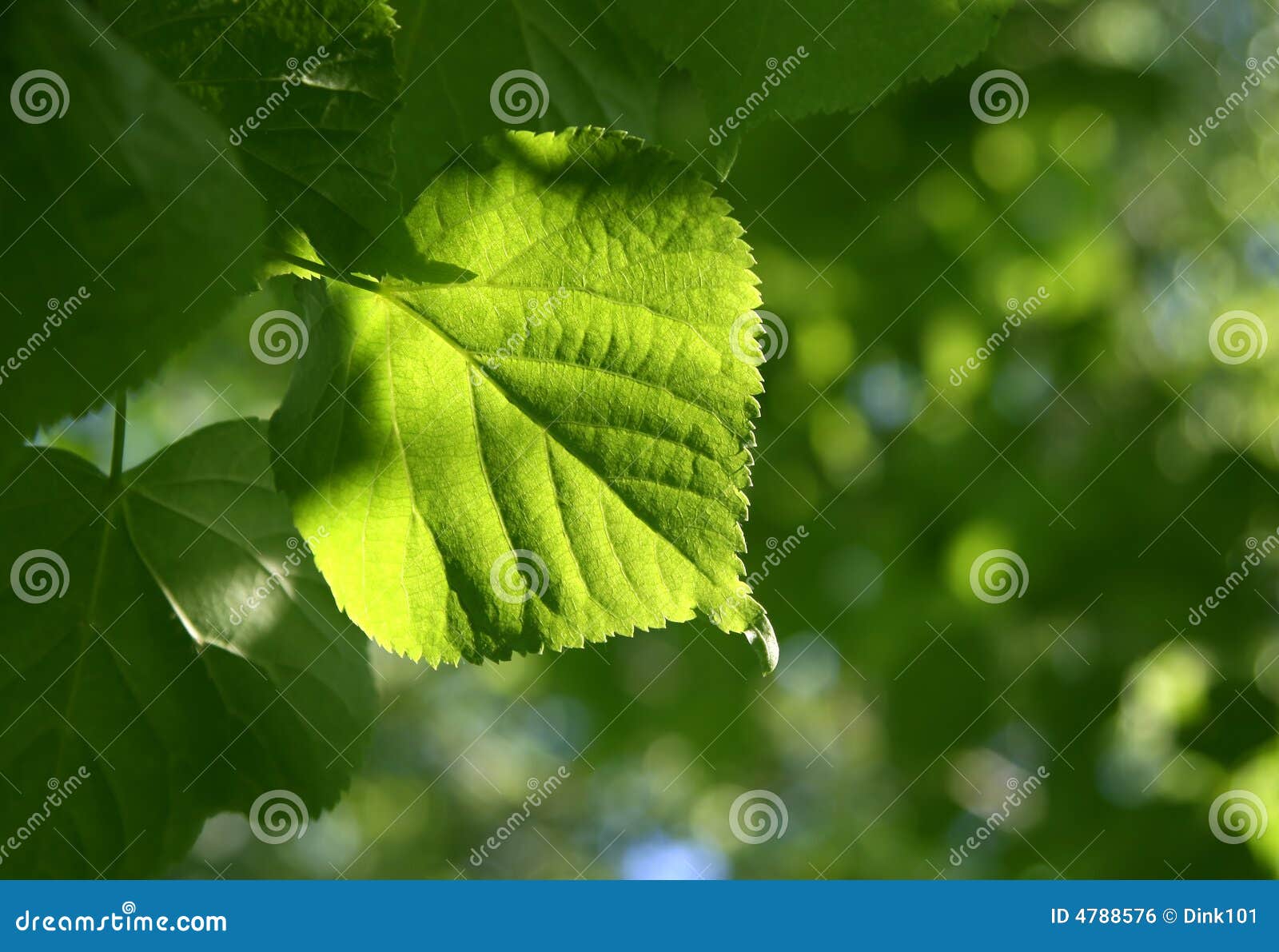 Green Spring Leaves Glowing in Sunlight Stock Photo - Image of light ...