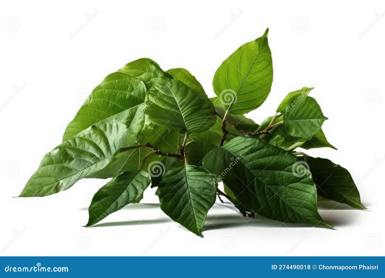 Green Spring Leaves. High Resolution, Isolate on White Background. 库存例证 ...