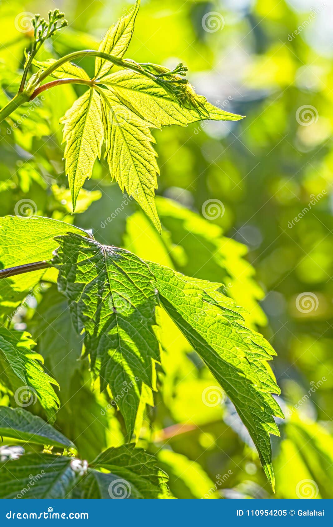 Green Spring Leaves of a Maiden Grapes Macro, Backlit Stock Image ... Green Spring Leaves of a Maiden Grapes Macro, Backlit Stock Image ...
