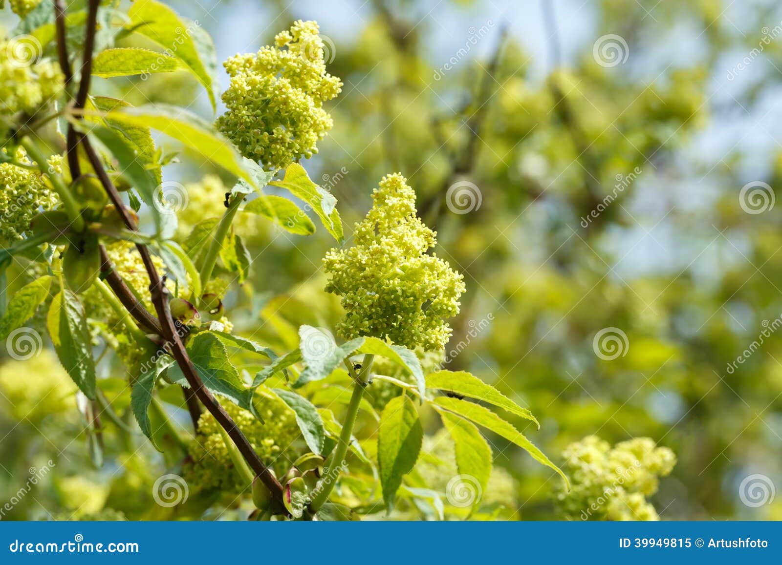 Green spring lilac bud stock image. Image of spring, plant - 39949815