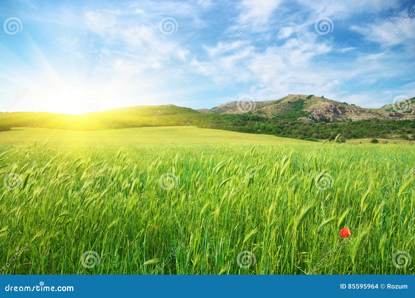 Green Spring Meadow in Mountain. Stock Photo - Image of outside ...