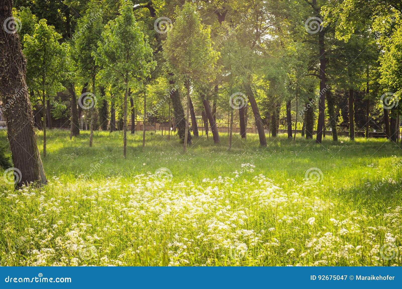 Green Spring Meadow in Park Landscape Stock Image - Image of nature ...