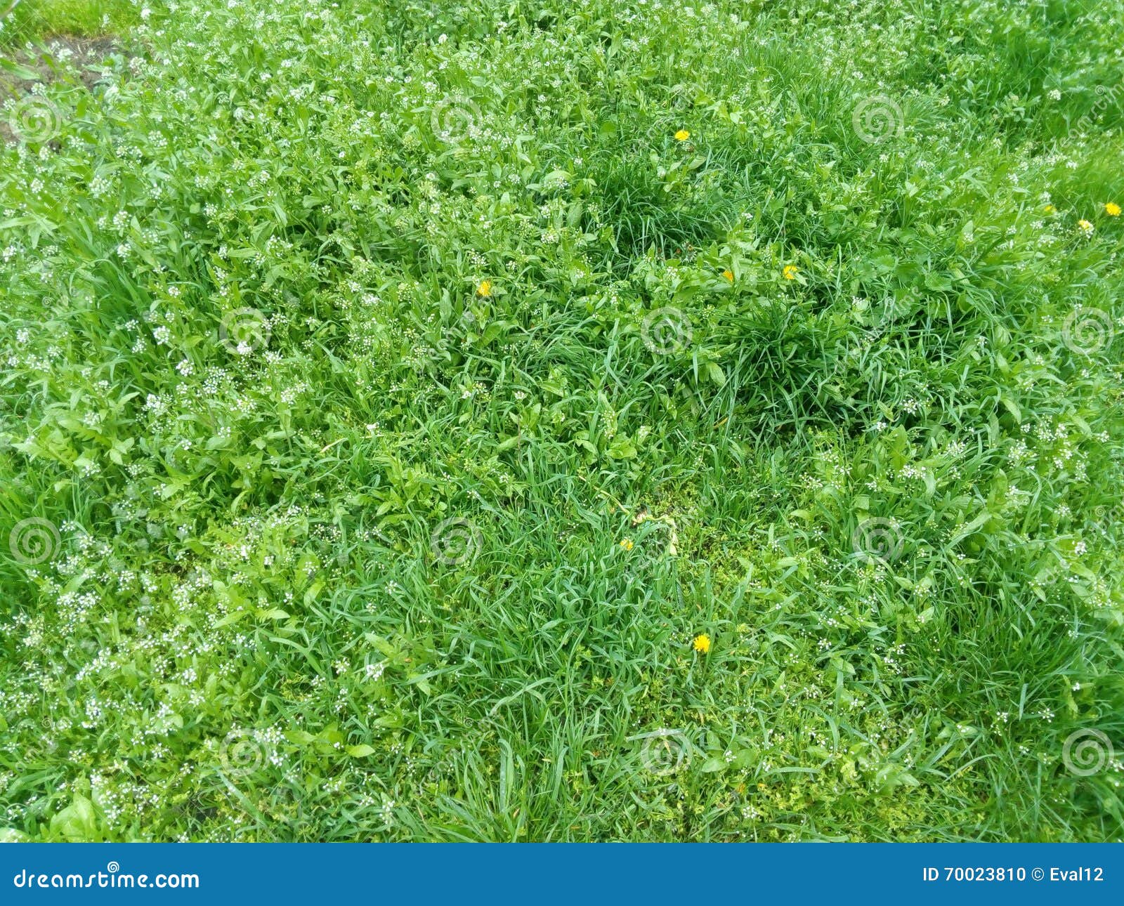 Green Spring Meadow with Small White Flowers and Yellow Dandelions ...