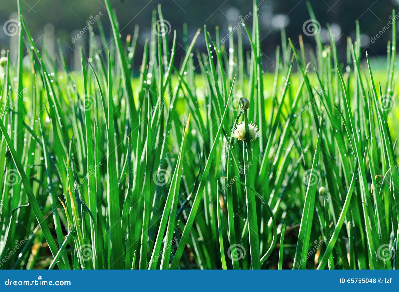 Green spring onion stock photo. Image of fresh, light - 65755048